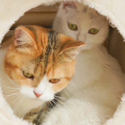 Cheese Hole Cat Tree