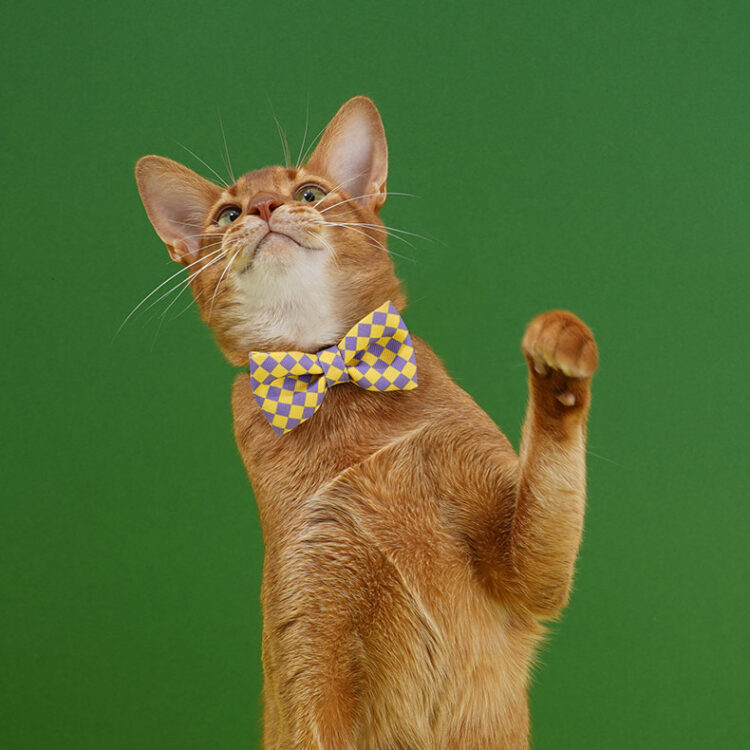 Style Choose an option Green Yellow