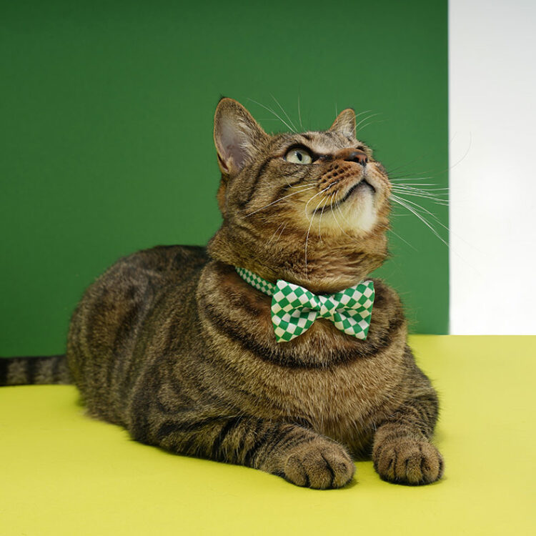 Style Choose an option Green Yellow