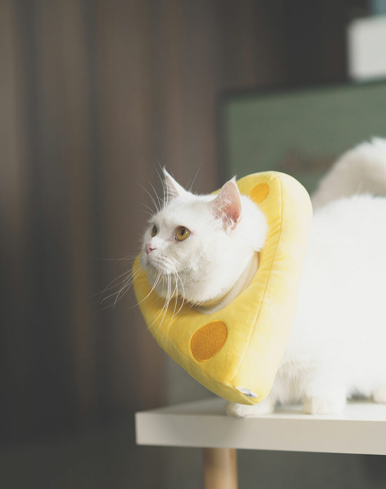 Home / Cat Apparel, Bibs & Cones / Cat Cone / Cheese Cat Cone