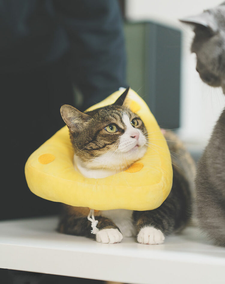 Home / Cat Apparel, Bibs & Cones / Cat Cone / Cheese Cat Cone