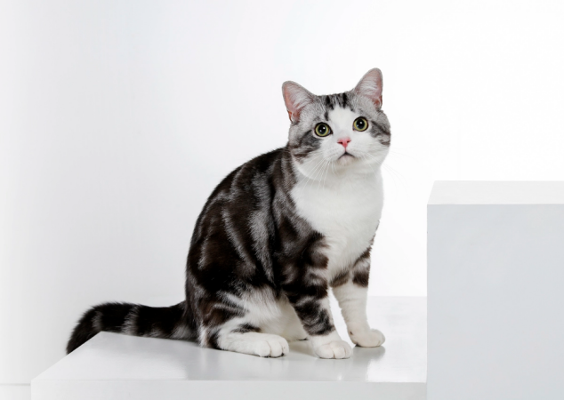 American Shorthair