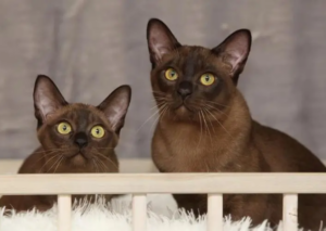 Burmese