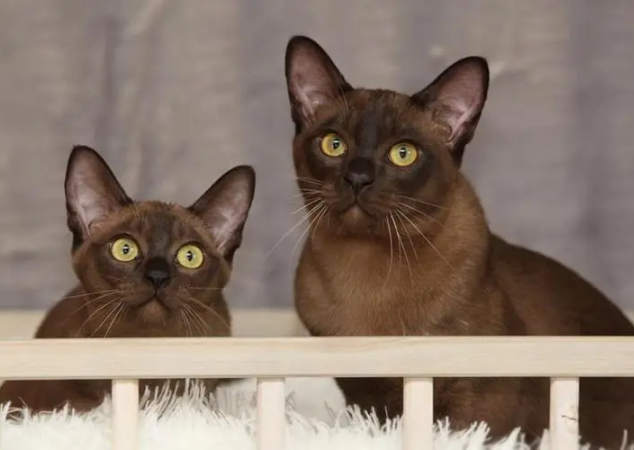 Burmese cat