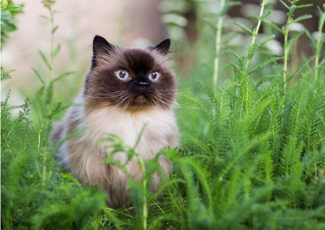 Himalayan cat