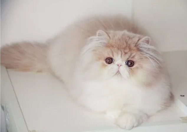 Persian cat