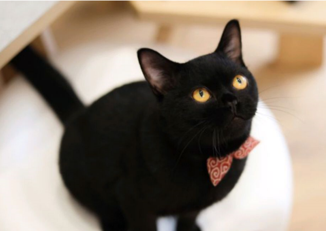 bombay cat