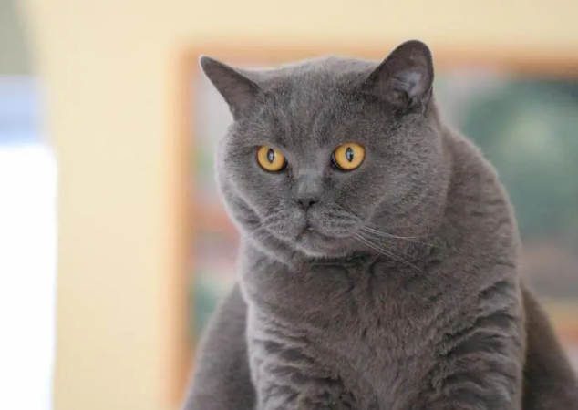 british shorthair cat