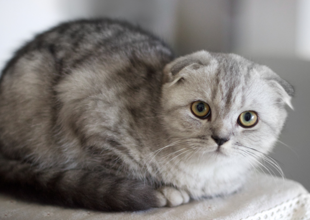 scottish fold cat