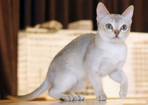 Which Round Face Cat Breed Is for You?