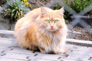 Long-haired cats, like Maine Coon and Persian, have luxurious and ...