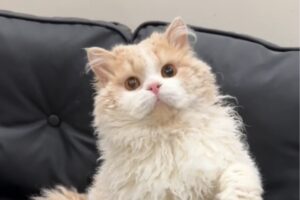 Otherwise known as rex fur, crimped coats are fancy and rare due to ...