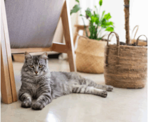 Tabby Patterns